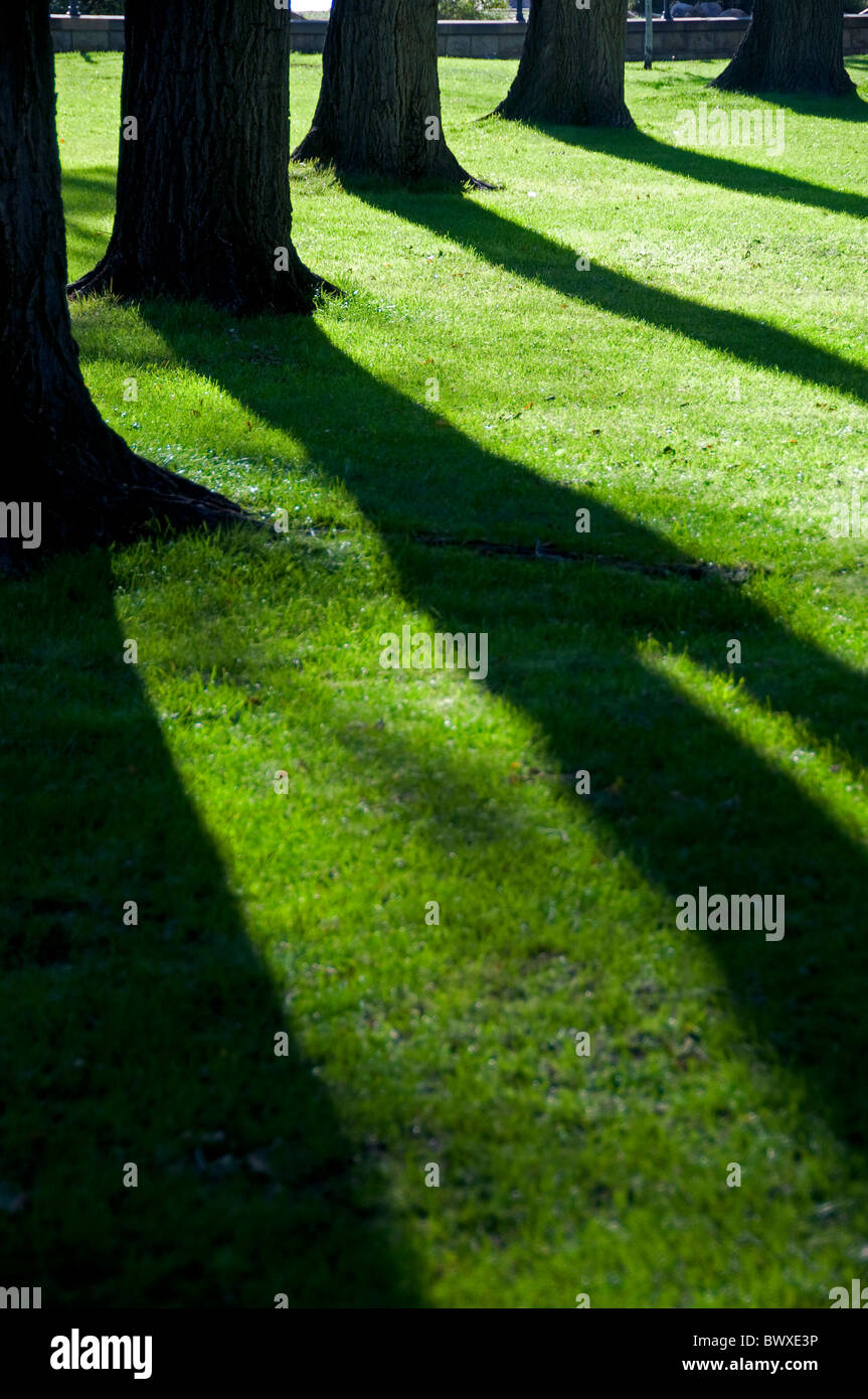 Long shadows of large trees in grass Stock Photo - Alamy