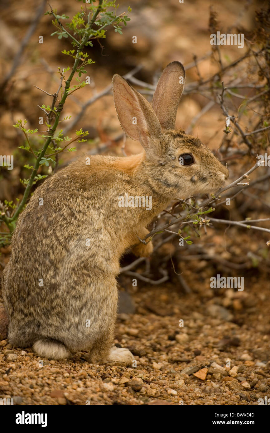 Desert Cottontail Sylvilagus auduboni Arizona Sonoran desert Stock ...
