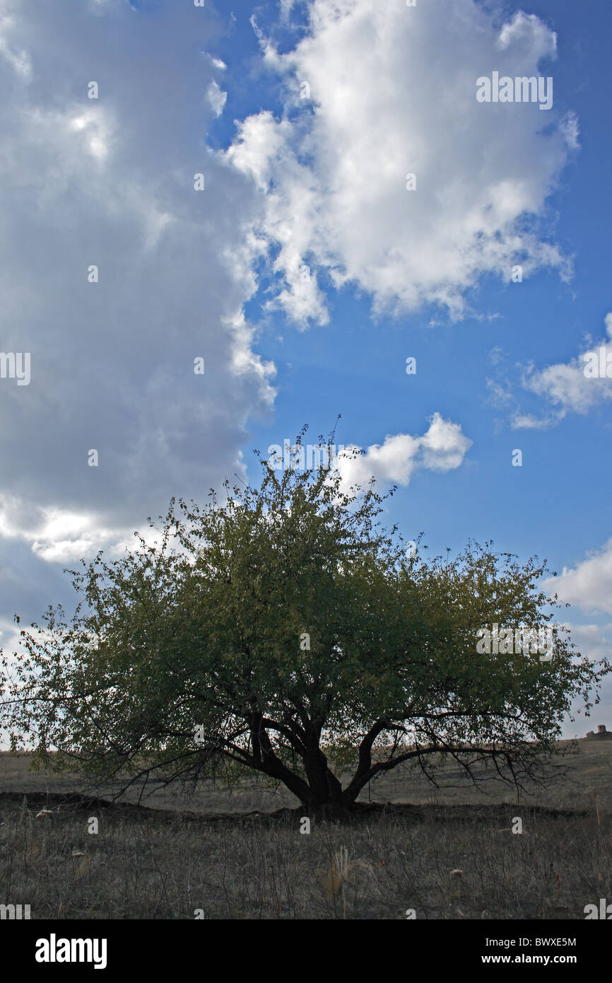 Lonely tree against sky background Stock Photo - Alamy