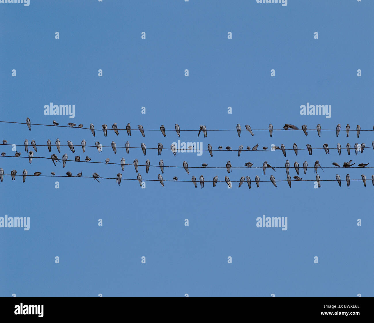 bird's dream wire management migration of birds wandering walking ...