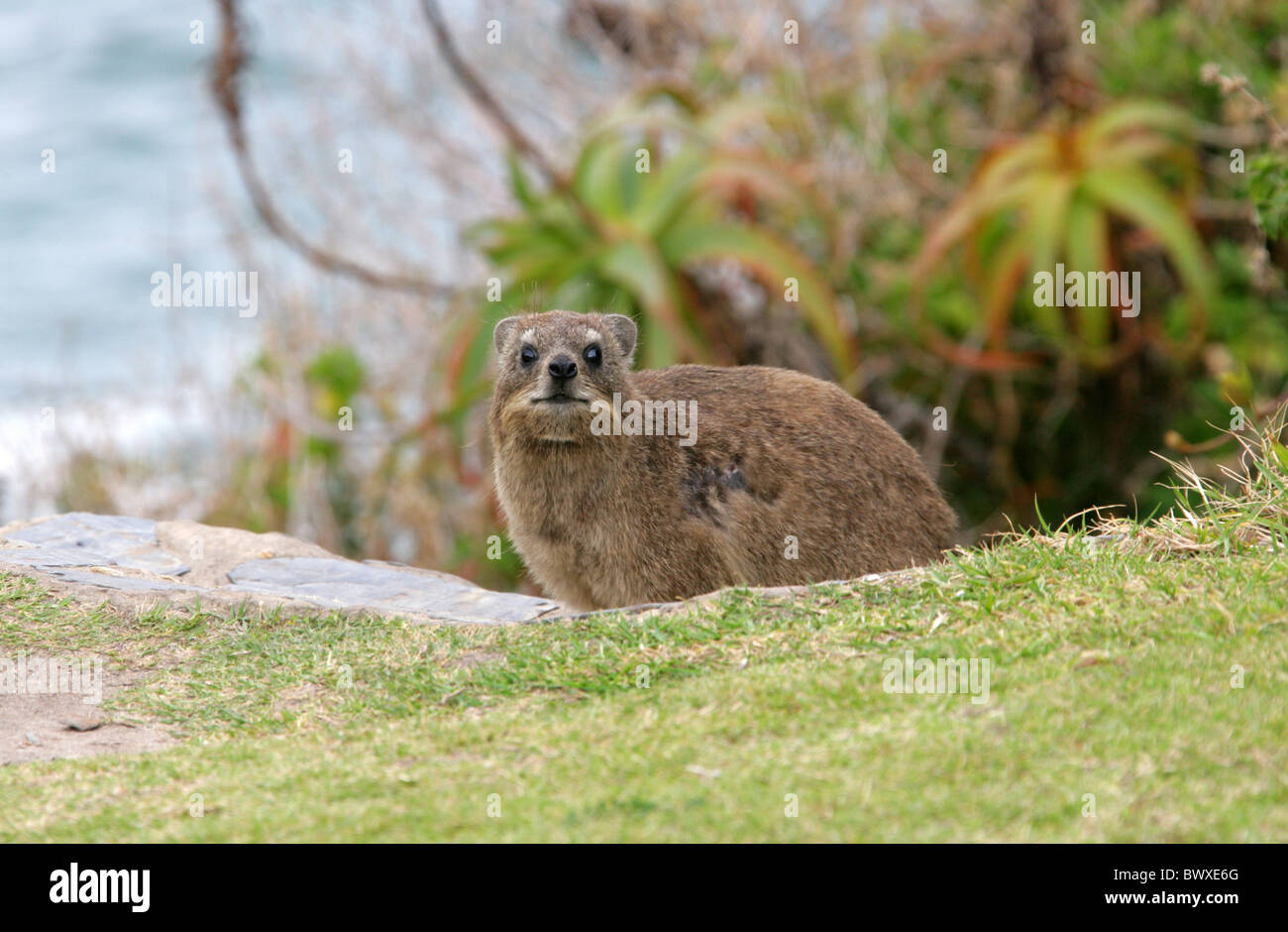 Rock Hyrax or Dassies, Procavia capensis, Procaviidae. Tsitsikamma ...