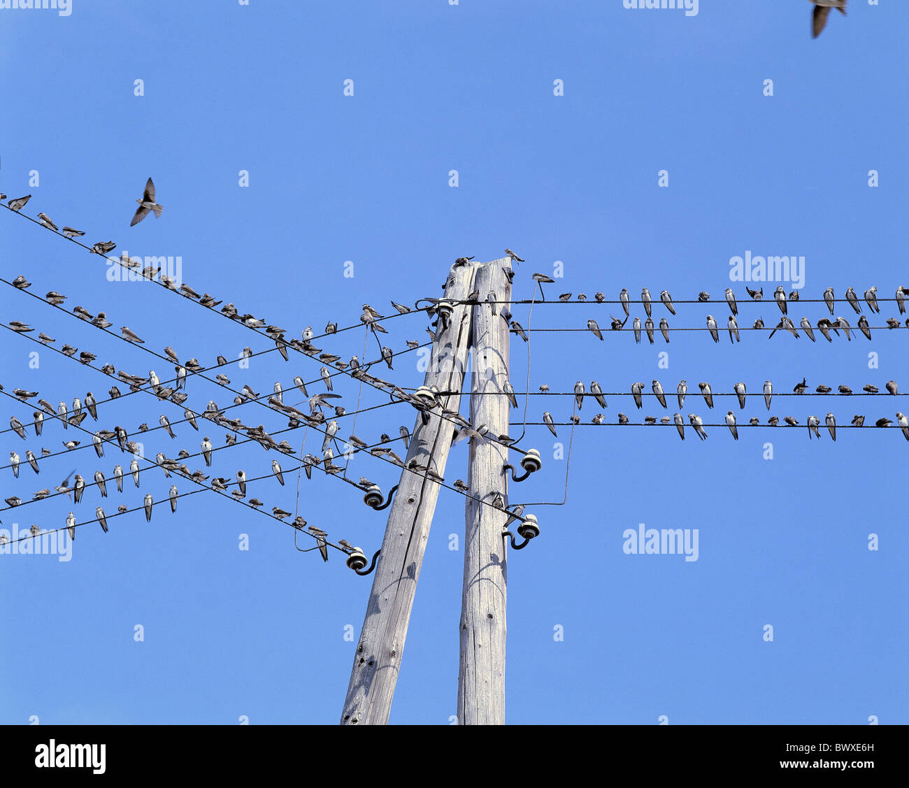Swallows birds hi-res stock photography and images - Alamy