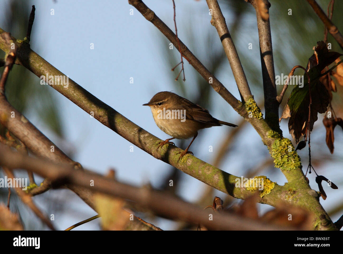 Dusky Warbler (Phylloscopus fuscatus) adult, vagrant, perched in ...