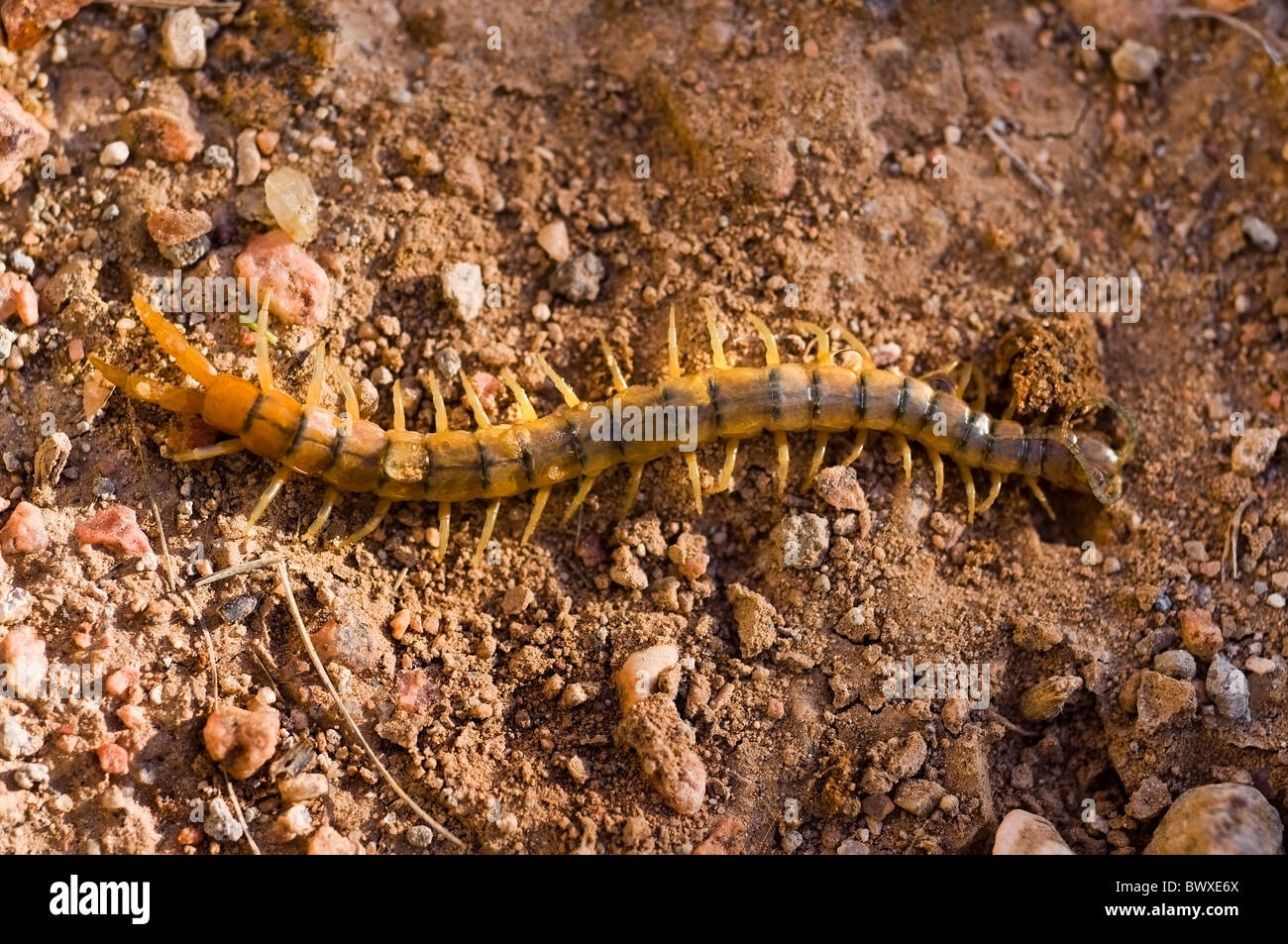 Centipede crawling hi-res stock photography and images - Alamy
