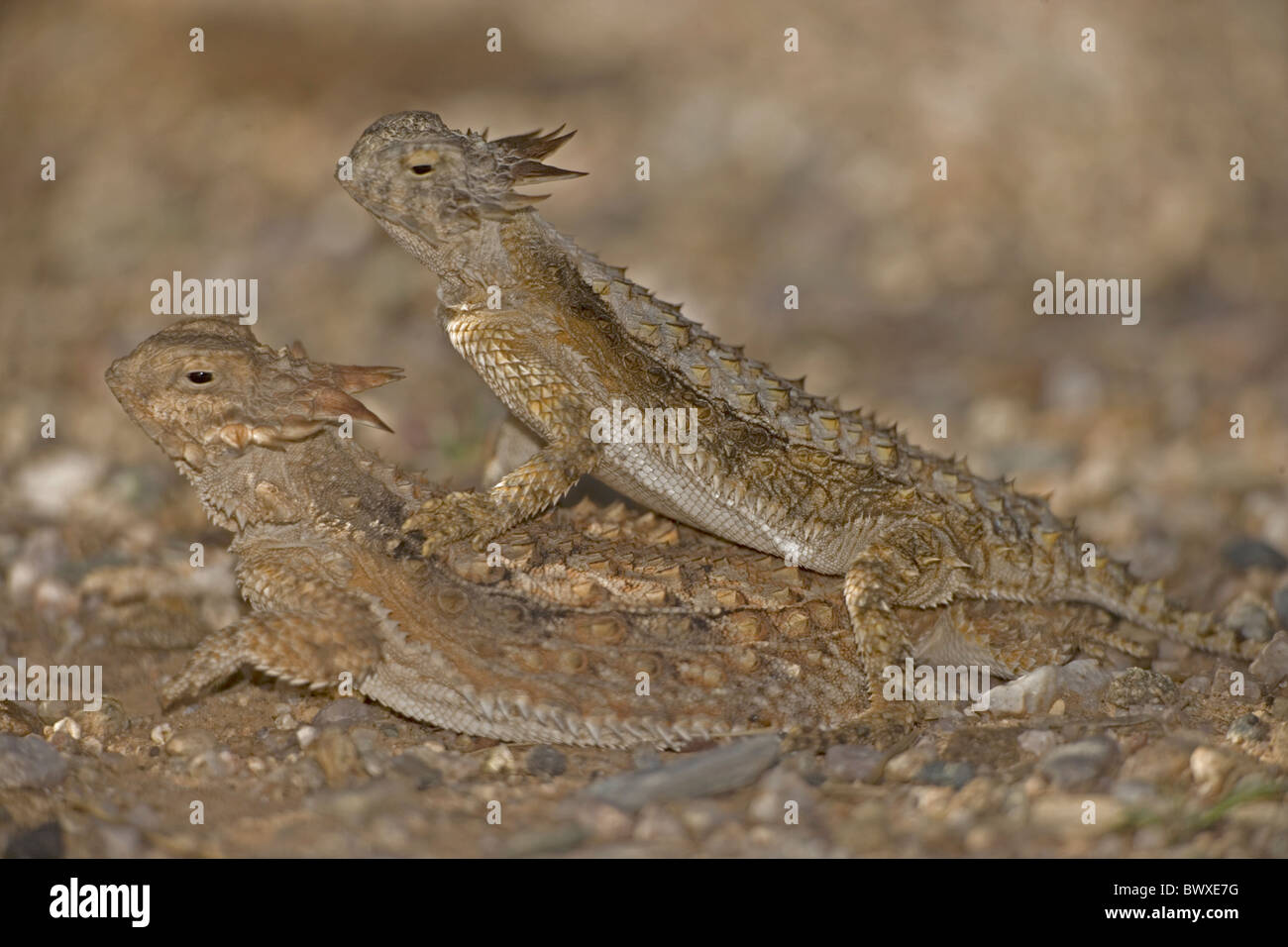 Regal Horned Lizard Phrynosoma solare Arizona Pair mating Stock Photo ...
