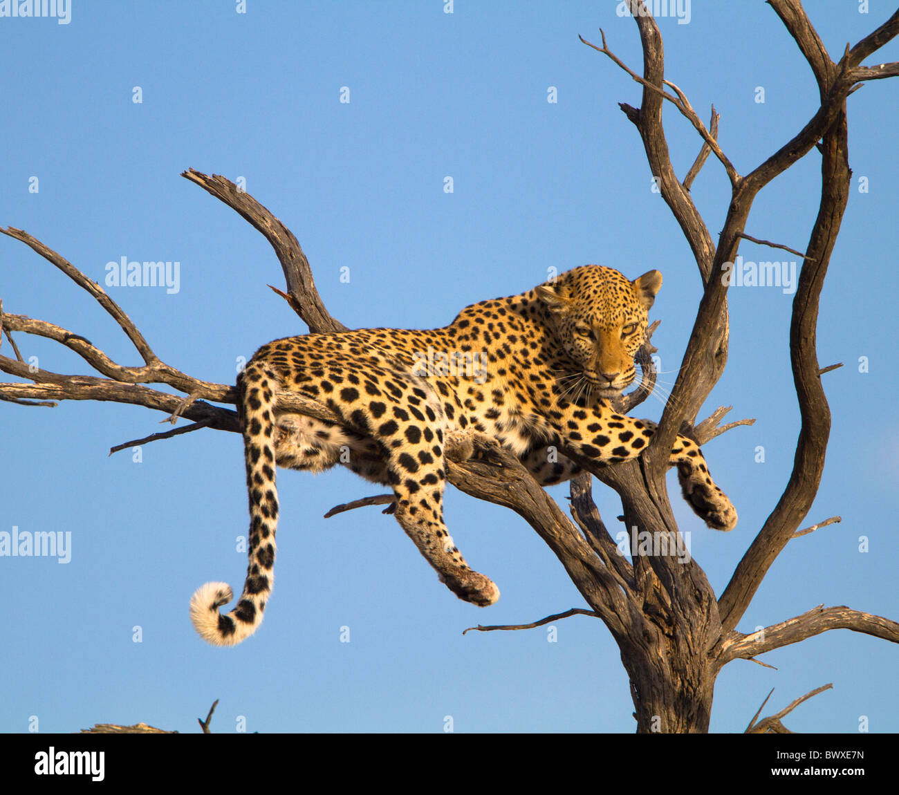 Leopard tree hi-res stock photography and images - Alamy