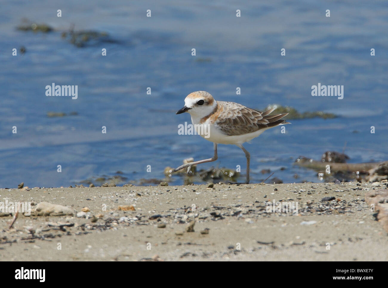 Malaysian Plover (Charadrius peronii) adult female, running along beach ...