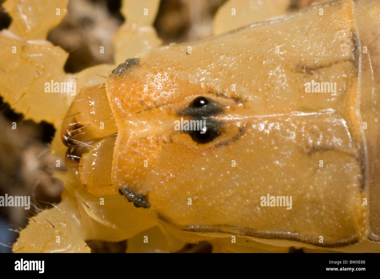 Arizona Bark scorpion Centruroides exilicauda Sonoran desert Arizona ...