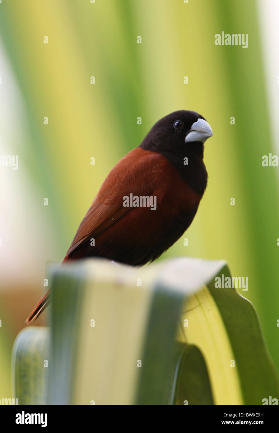 Black headed munia hi-res stock photography and images - Alamy