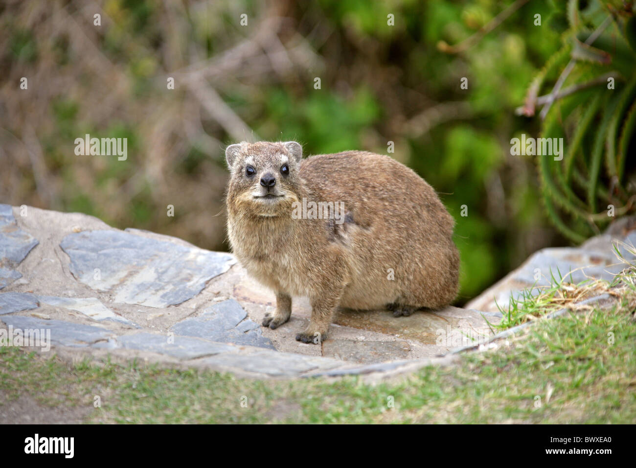 Rock Hyrax or Dassies, Procavia capensis, Procaviidae. Tsitsikamma ...