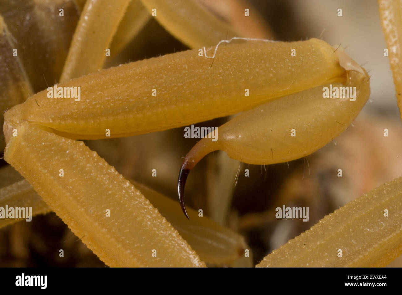 Bark scorpion Centruroides exilicauda Sonoran desert Arizona telson ...