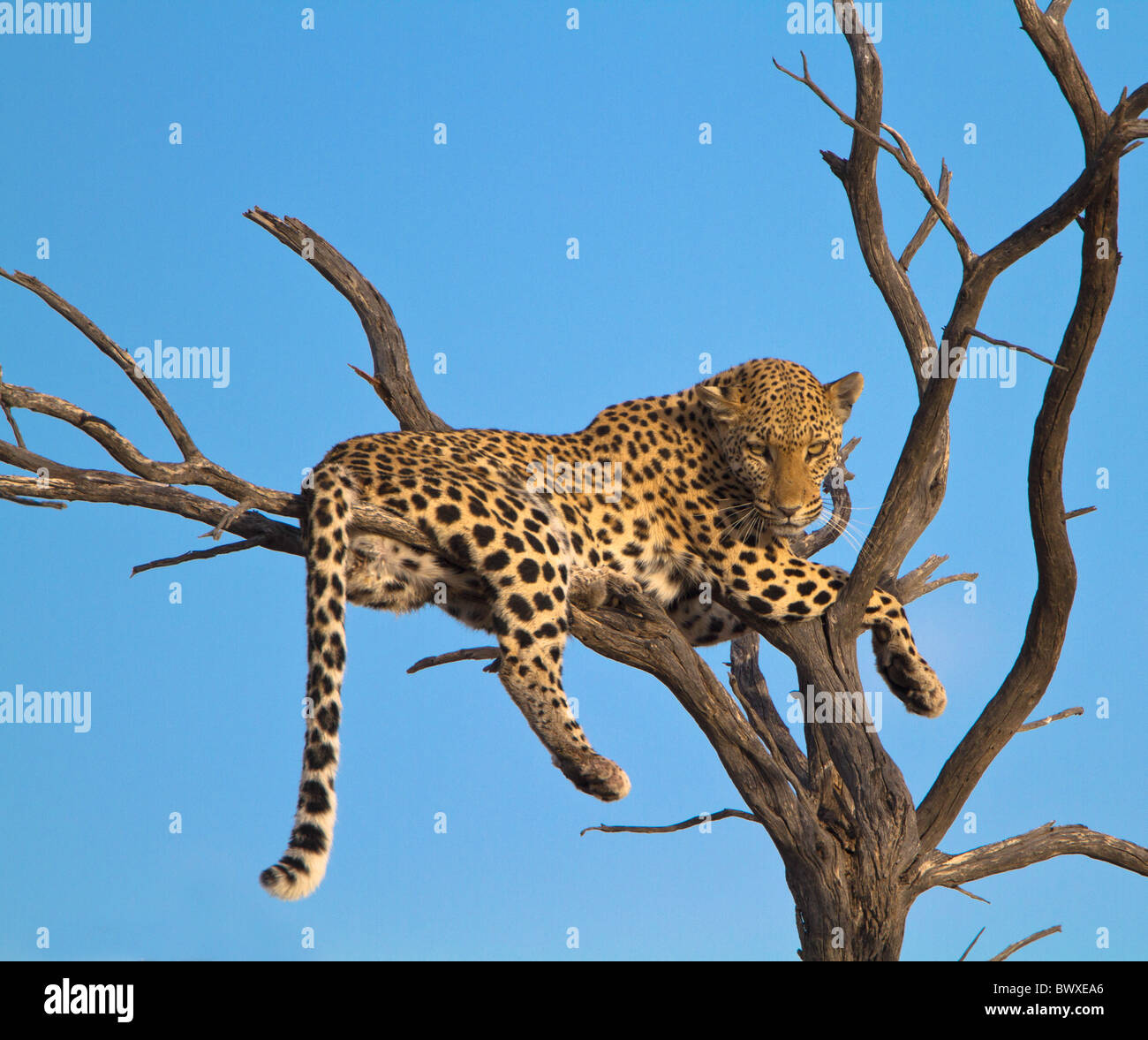 leopard in tree Stock Photo - Alamy