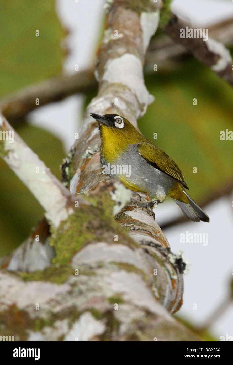 P atricapillus hi-res stock photography and images - Alamy