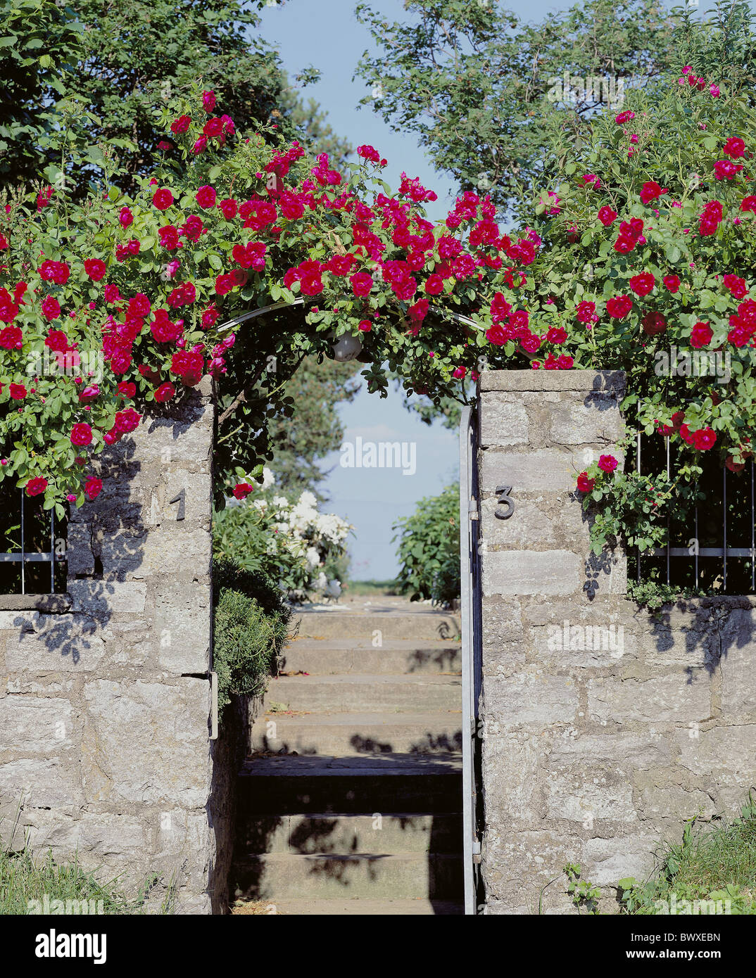 house home gate garden gate open climbing roses stone wall stair tree ...
