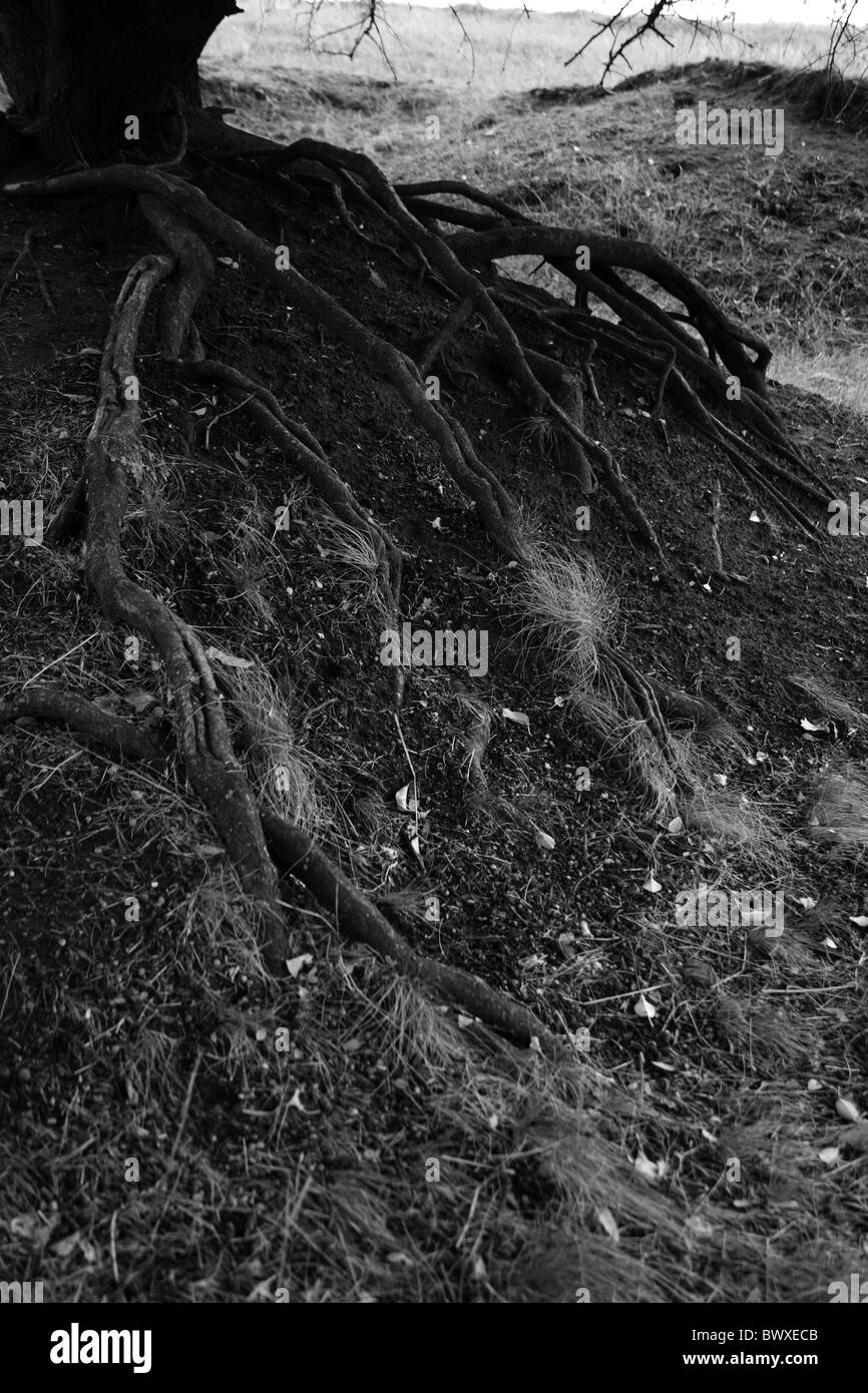 New roots Black and White Stock Photos & Images - Alamy