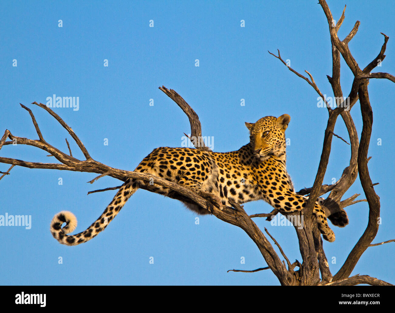 leopard in tree Stock Photo - Alamy
