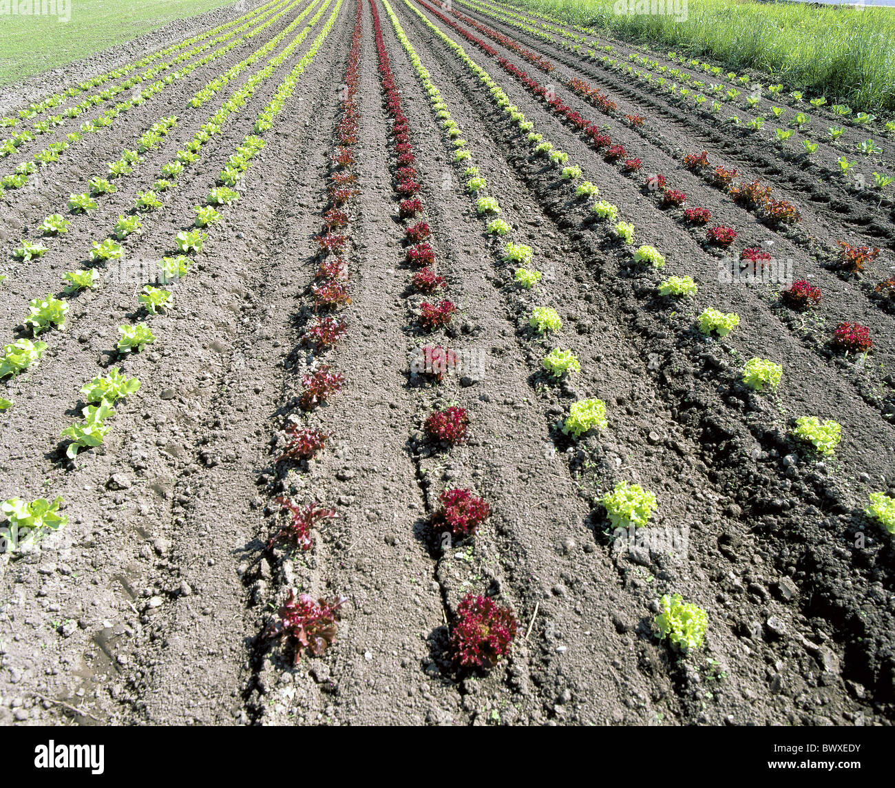 10300685 hi-res stock photography and images - Alamy