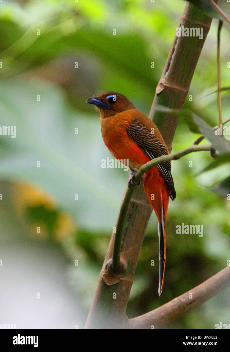 Scarlet rumped trogan hi-res stock photography and images - Alamy