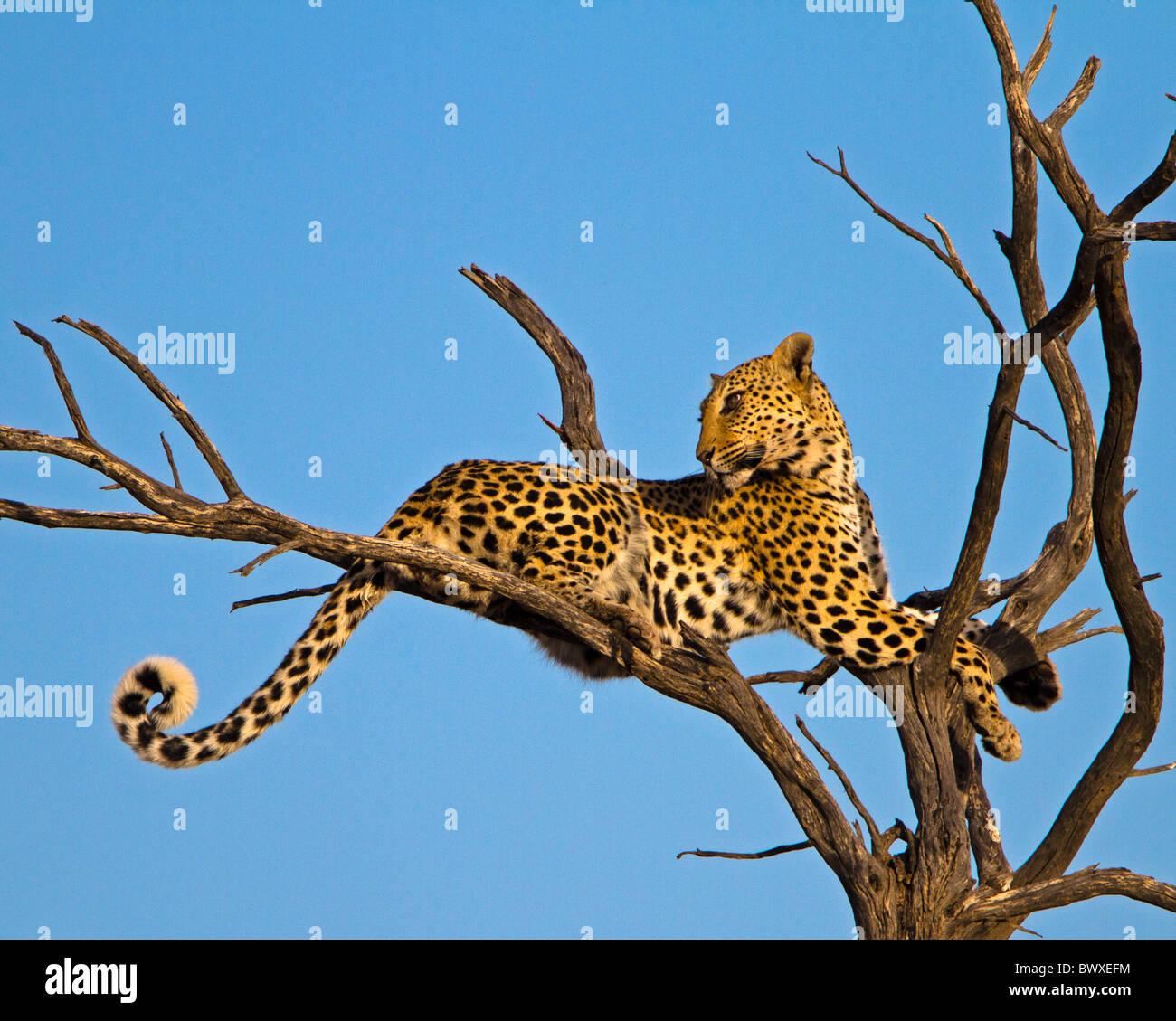 leopard in tree Stock Photo - Alamy
