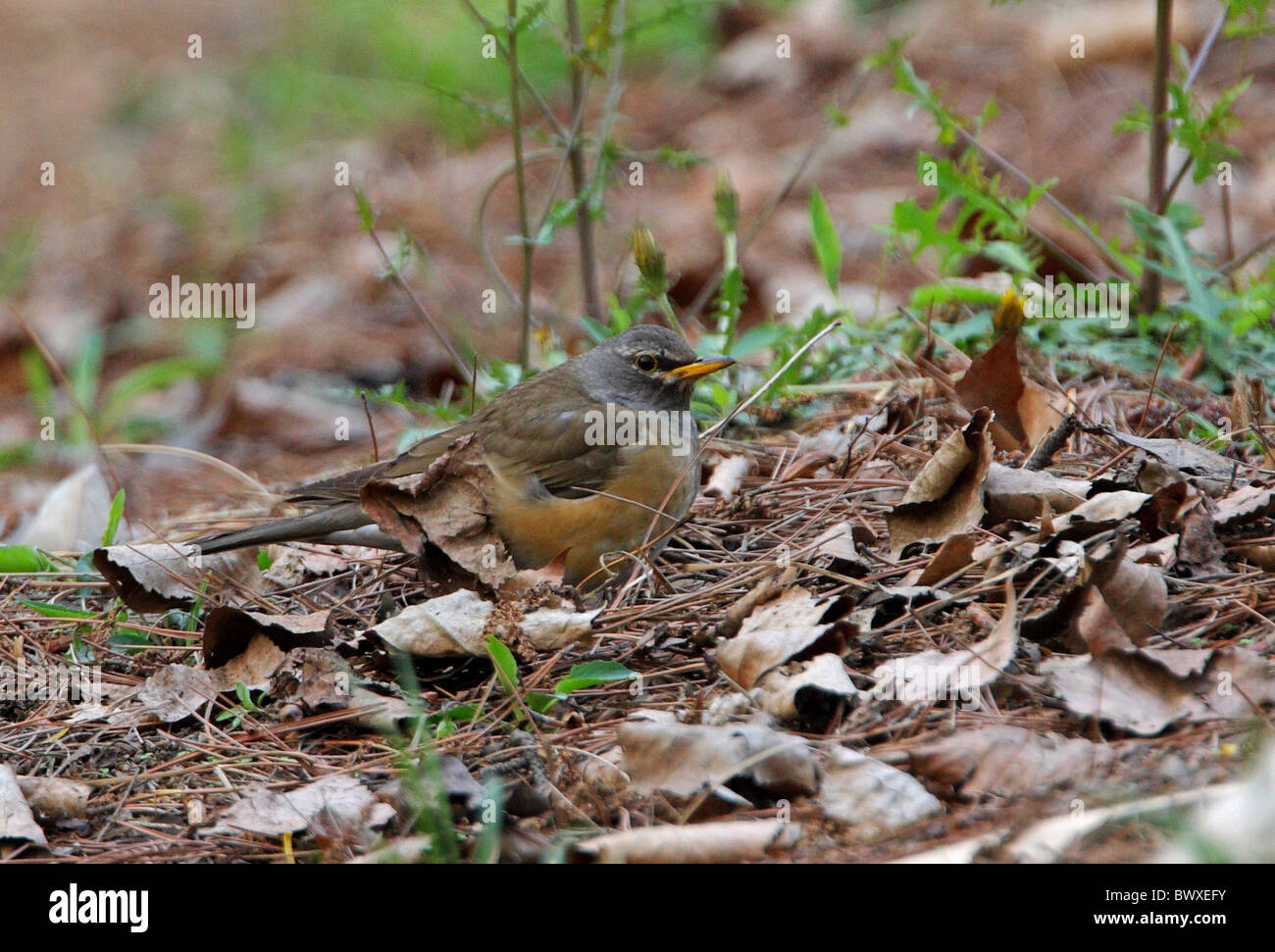 Eyebrowed hi-res stock photography and images - Alamy
