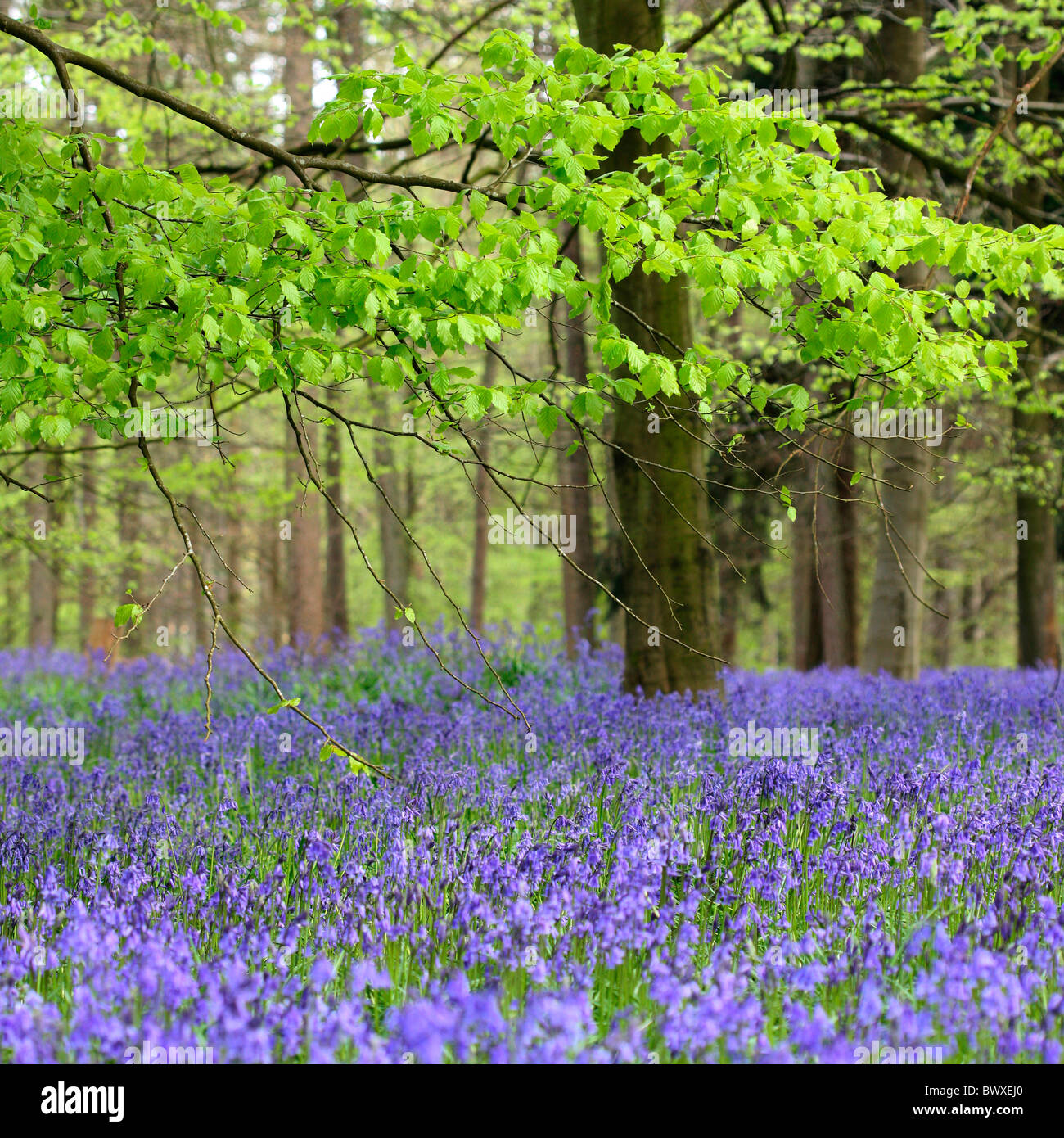 harmonious bluebell wood Jane-Ann Butler Photography JABP885 Stock ...