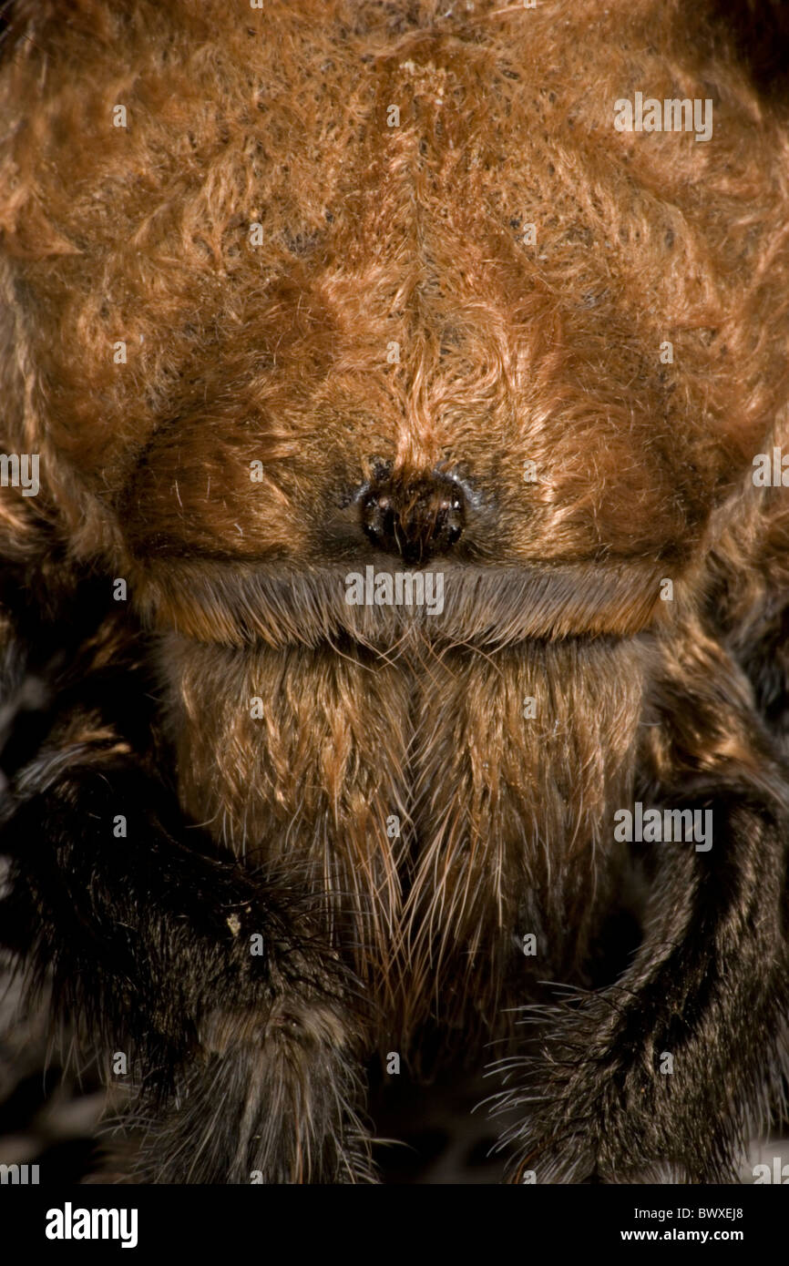 Desert Tarantula Aphonopelma spp Extreme close up Sonoran Desert ...