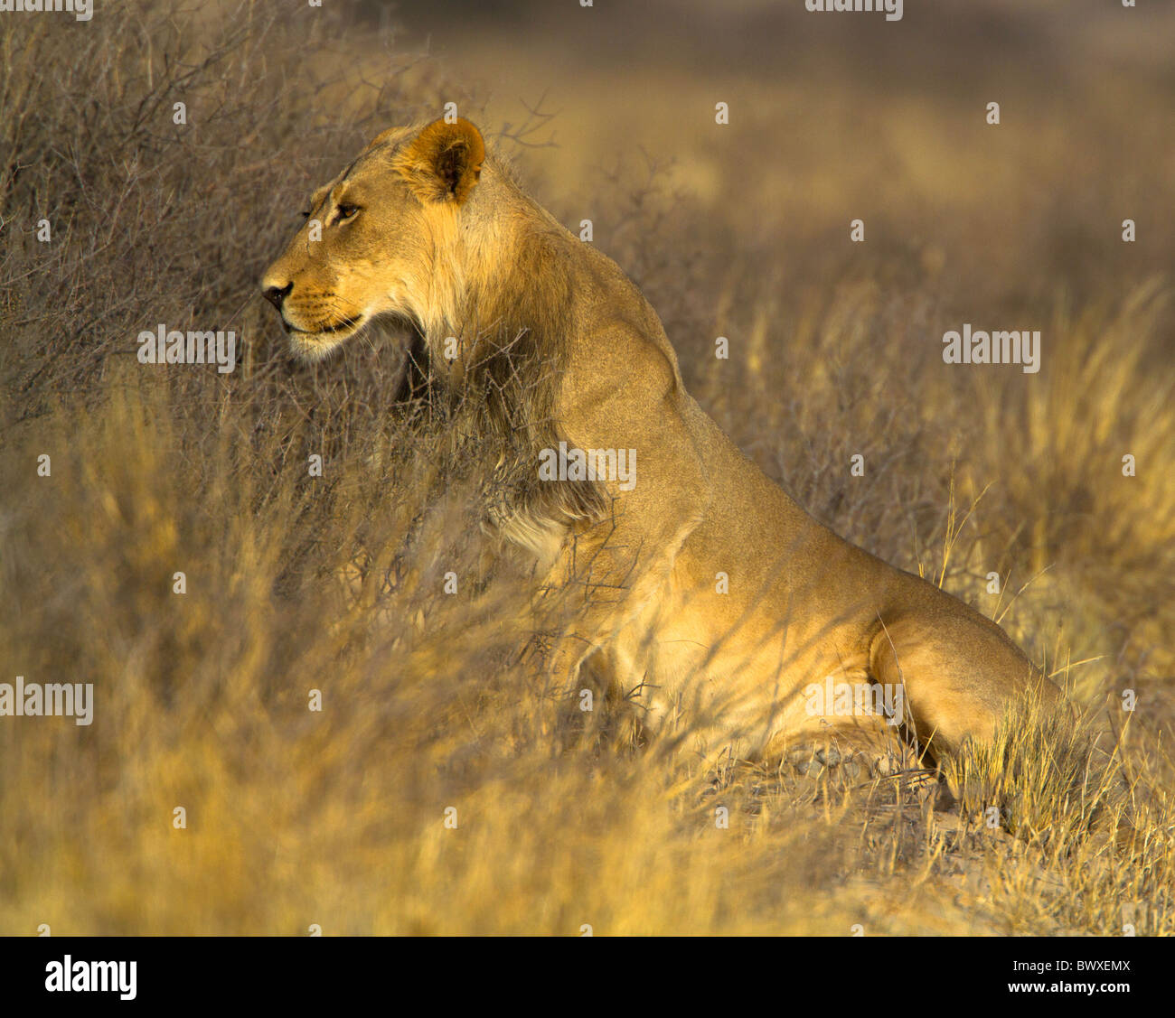 Lion hunting hi-res stock photography and images - Alamy