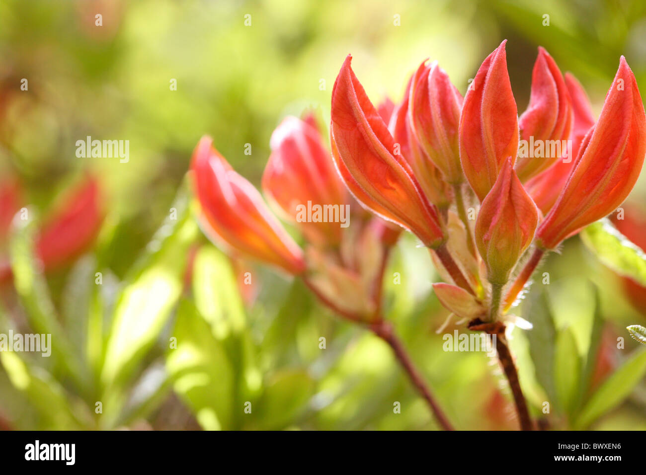 Azalea bush hi-res stock photography and images - Alamy