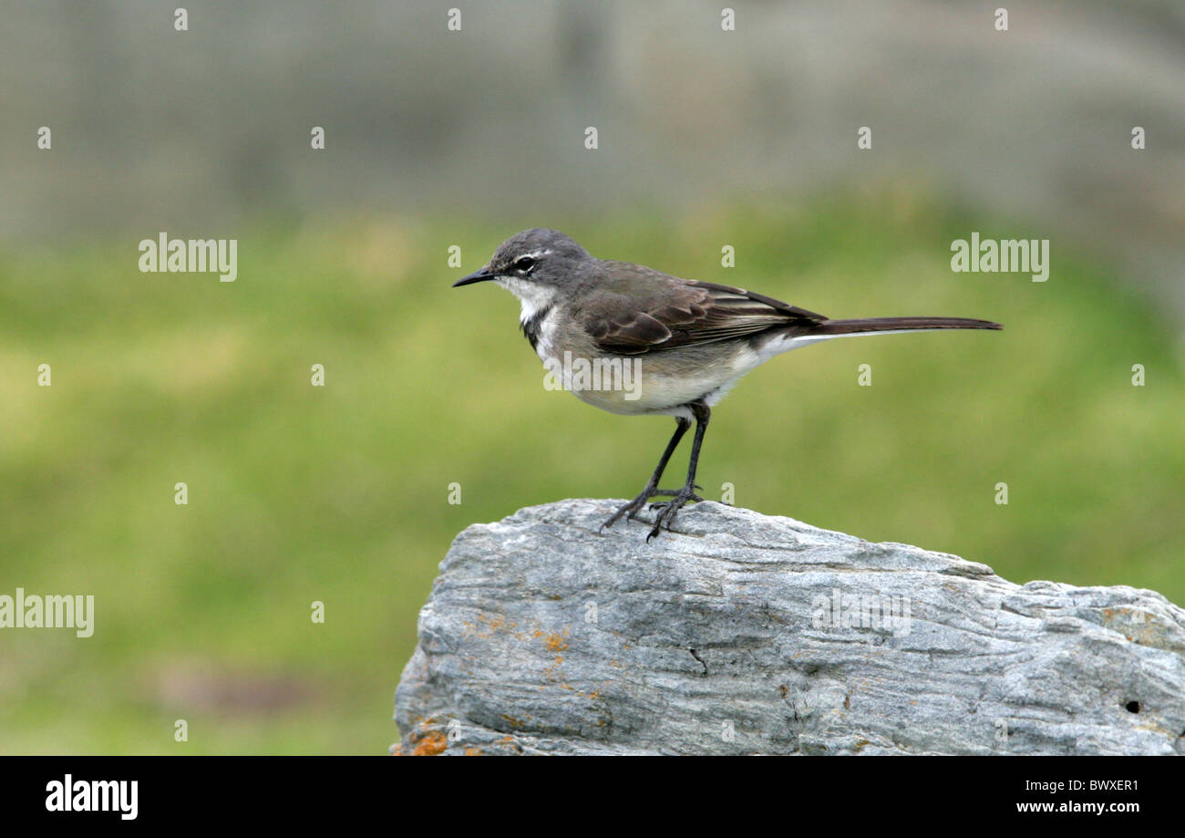 Cape wagtails hi-res stock photography and images - Alamy