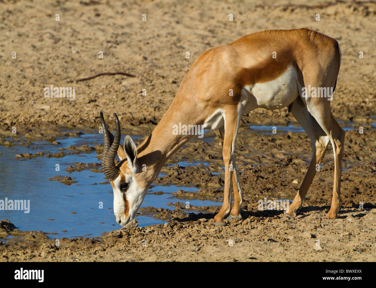 Springbok drinking water hi-res stock photography and images - Alamy