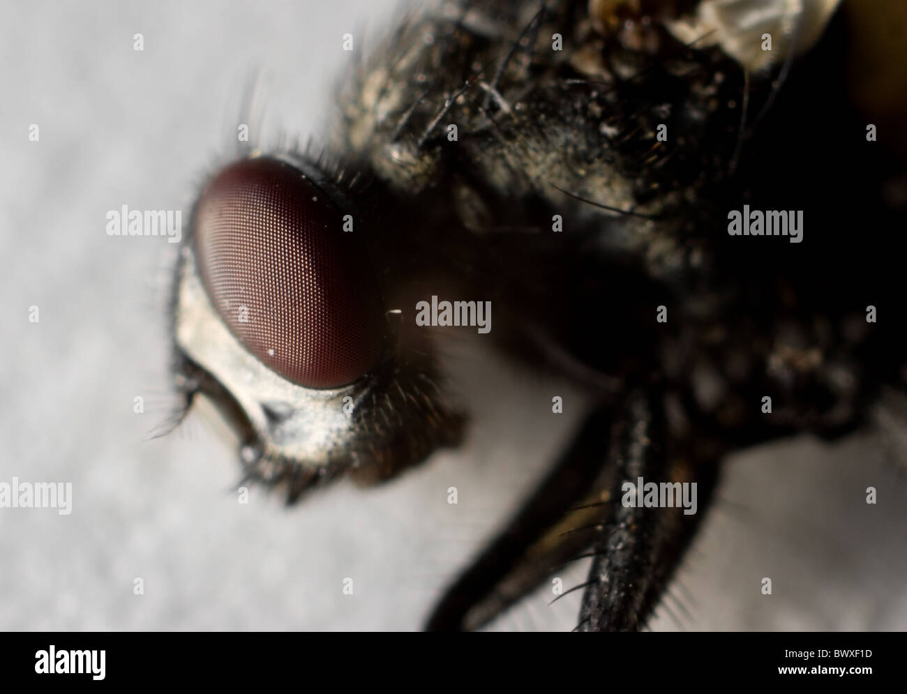 Diptera flying hi-res stock photography and images - Alamy
