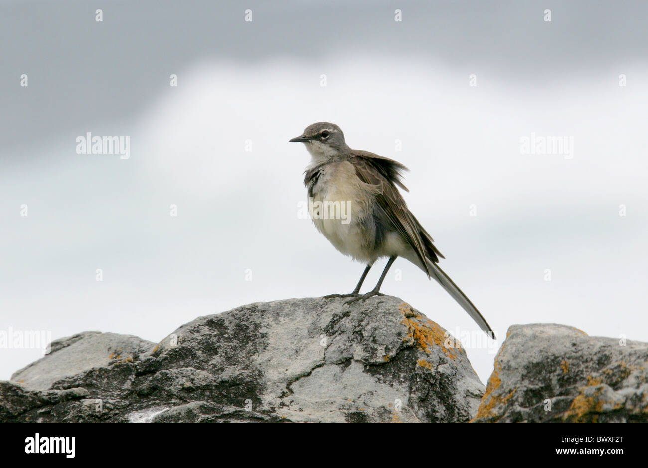 Cape Wagtail, Motacilla capensis, Motacillidae. Tsitsikamma Nature ...