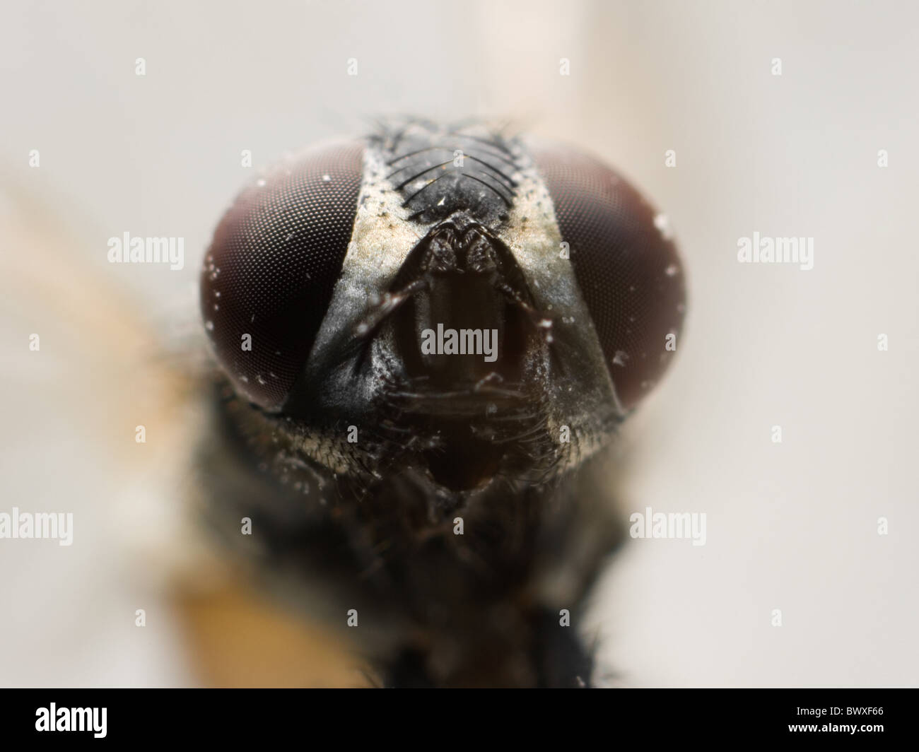 Diptera sp hi-res stock photography and images - Alamy