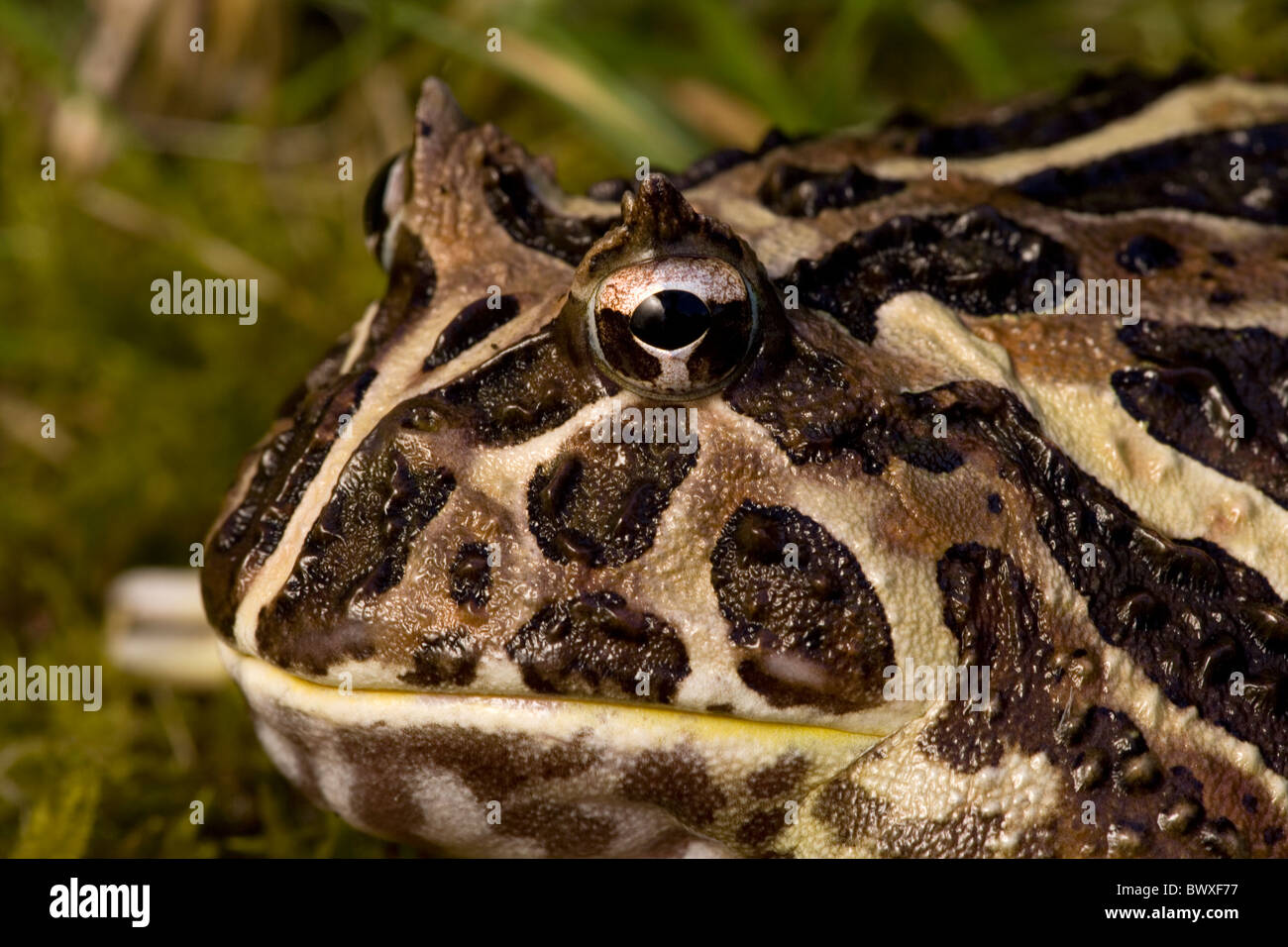 Cranwell's Horned Frog (Ceratophrys cranwelli) - Captive - Native to ...
