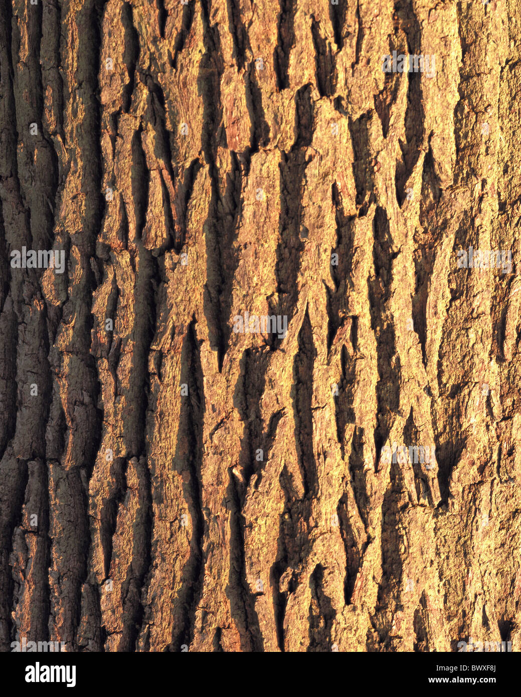tree bark bark structure oak tree light structure concept Stock Photo ...