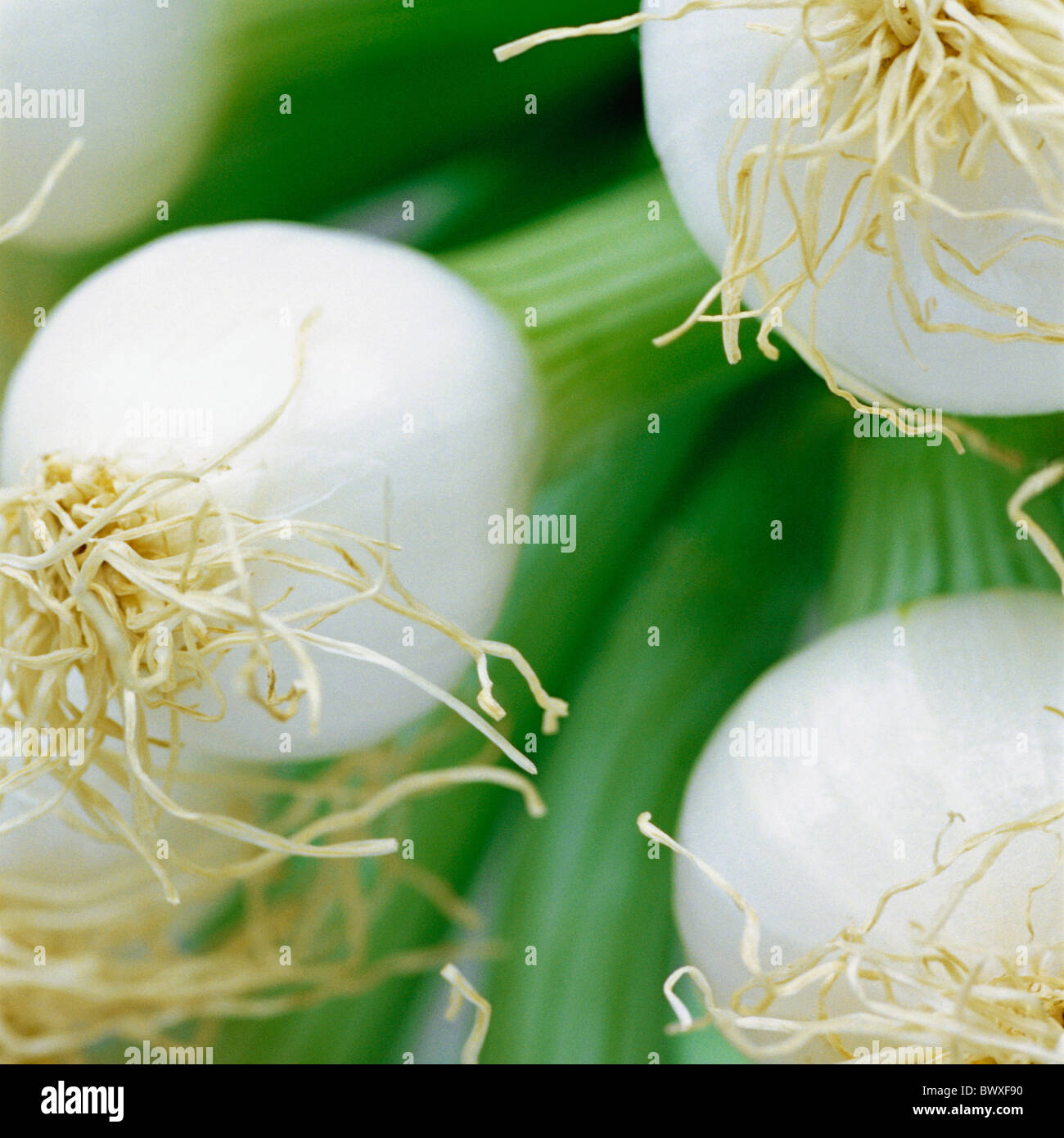 a fresh young onion close up Stock Photo - Alamy