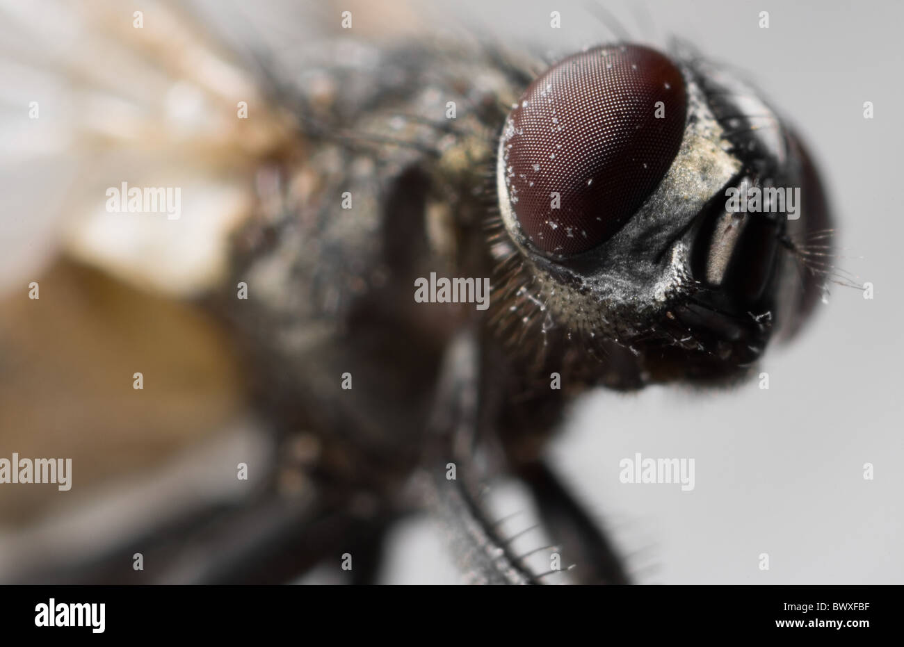 Macro photo of a frozen house fly (diptera sp Stock Photo - Alamy