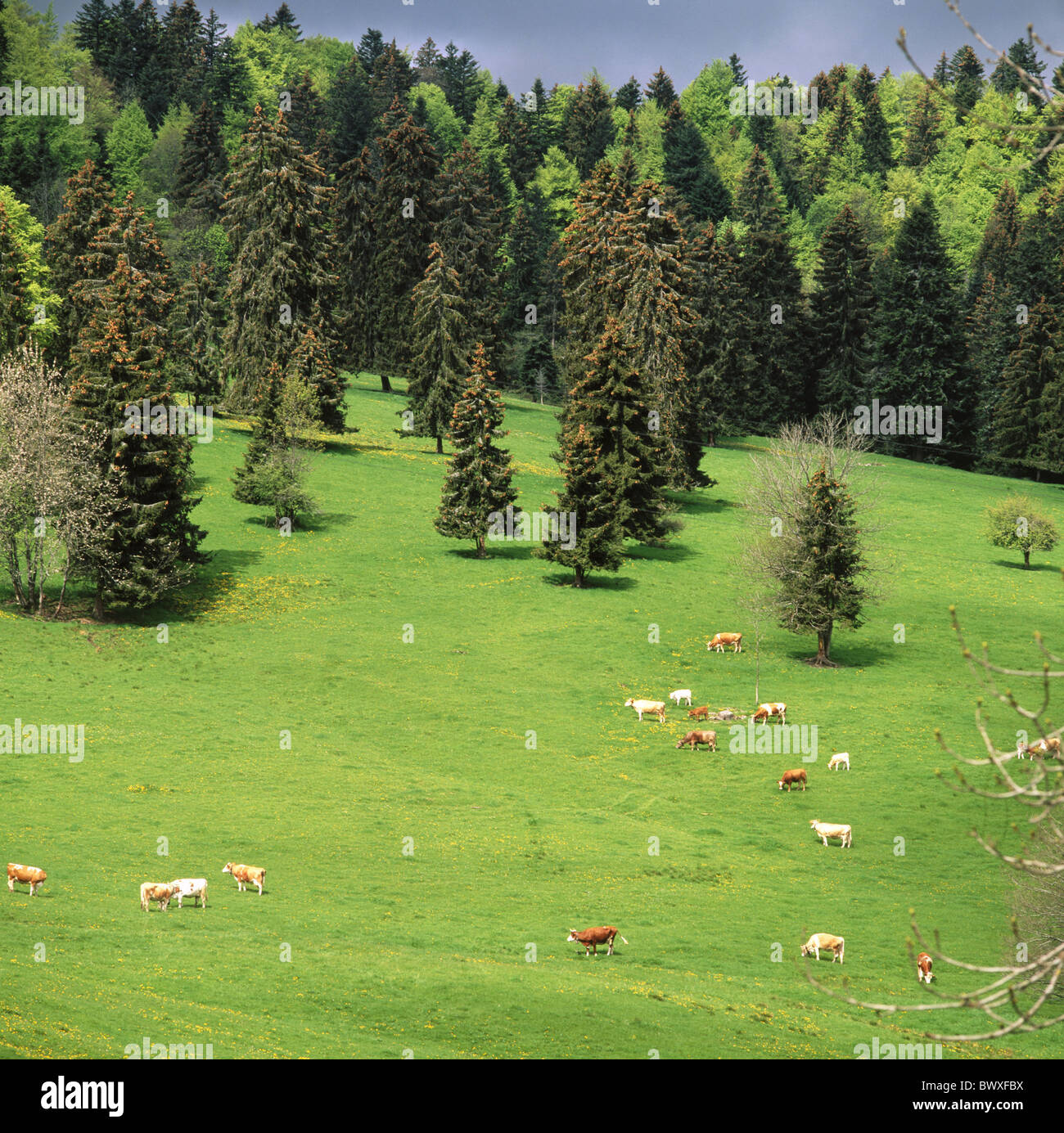 canton Jura cows scenery Switzerland Europe firs wood forest meadow ...