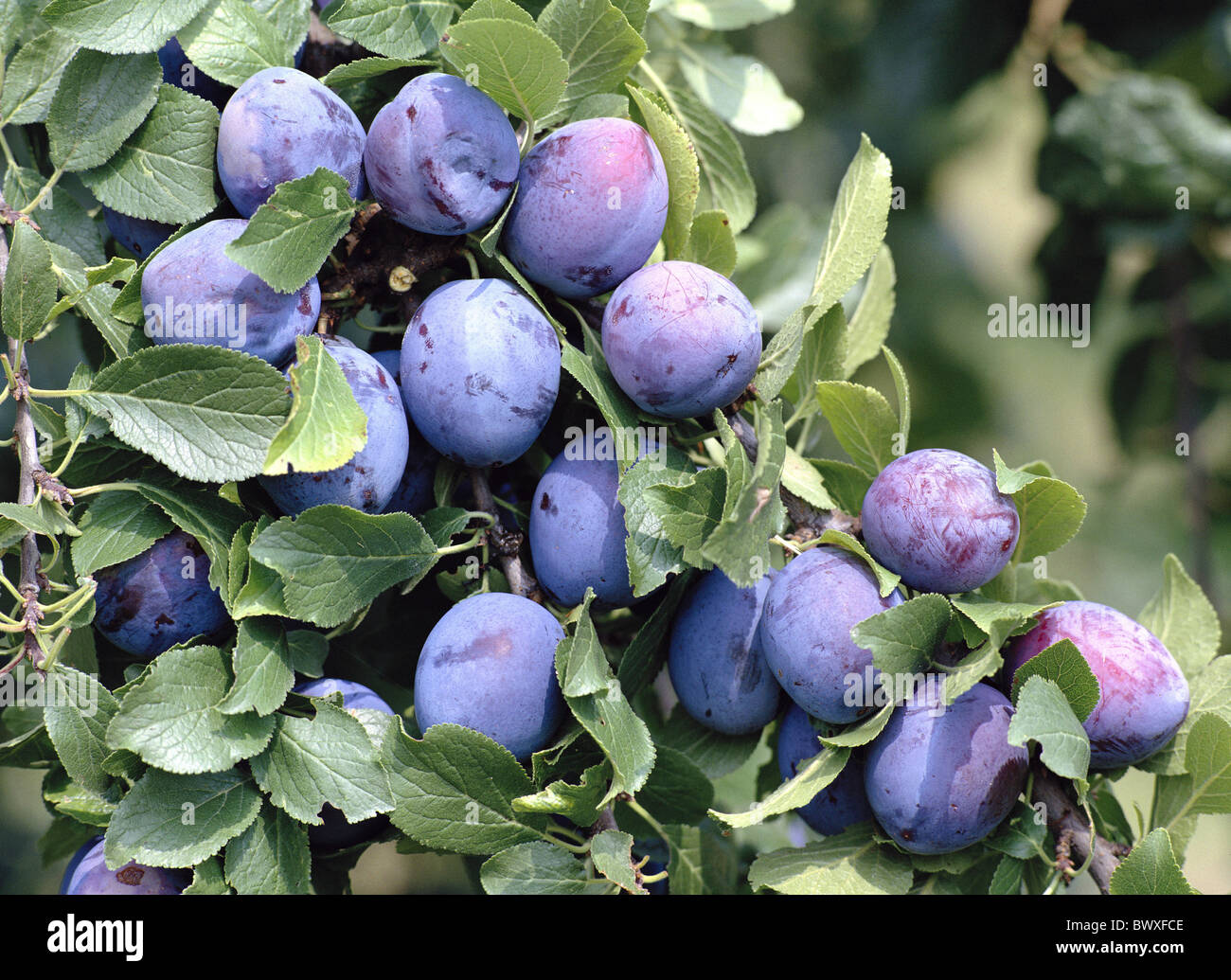 branch leaves fruit plums fruits food eating Stock Photo - Alamy