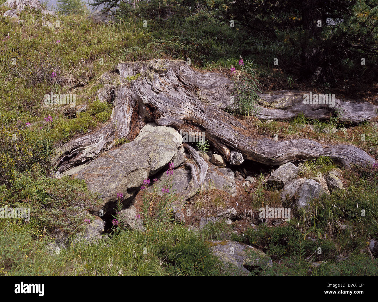 tree roots stalk old larch tree root Stock Photo - Alamy