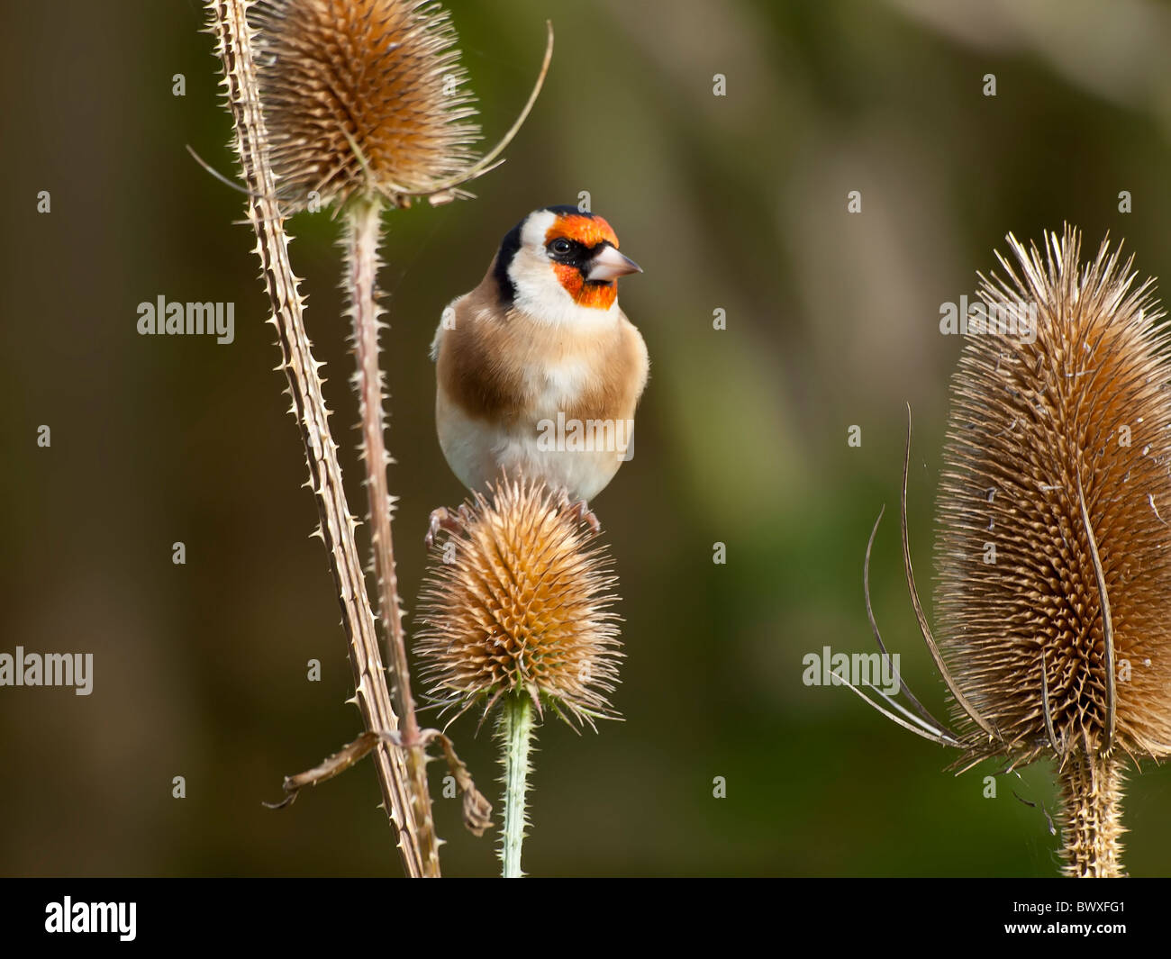 Teasel and bird hi-res stock photography and images - Alamy