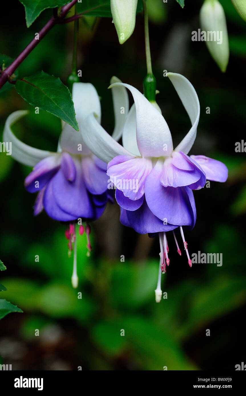 Fushia High Resolution Stock Photography and Images - Alamy