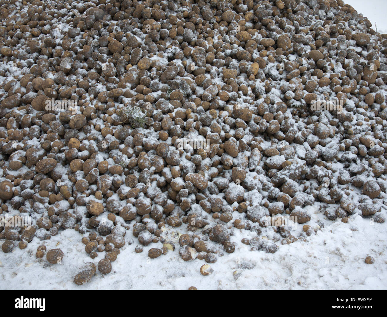 Potatoes outside covered in snow. England, UK Stock Photo - Alamy