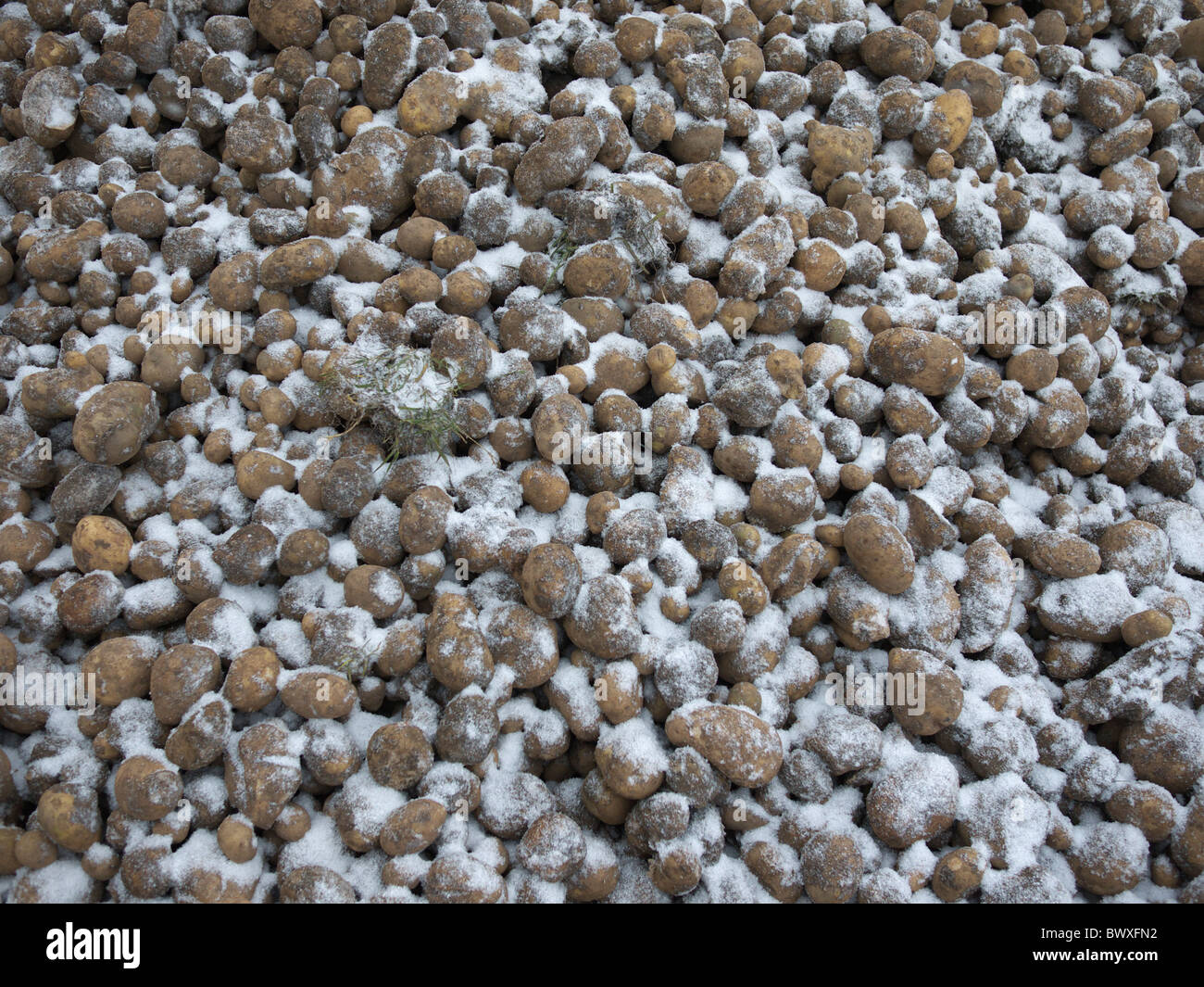 Potatoes outside covered in snow. England, UK Stock Photo - Alamy