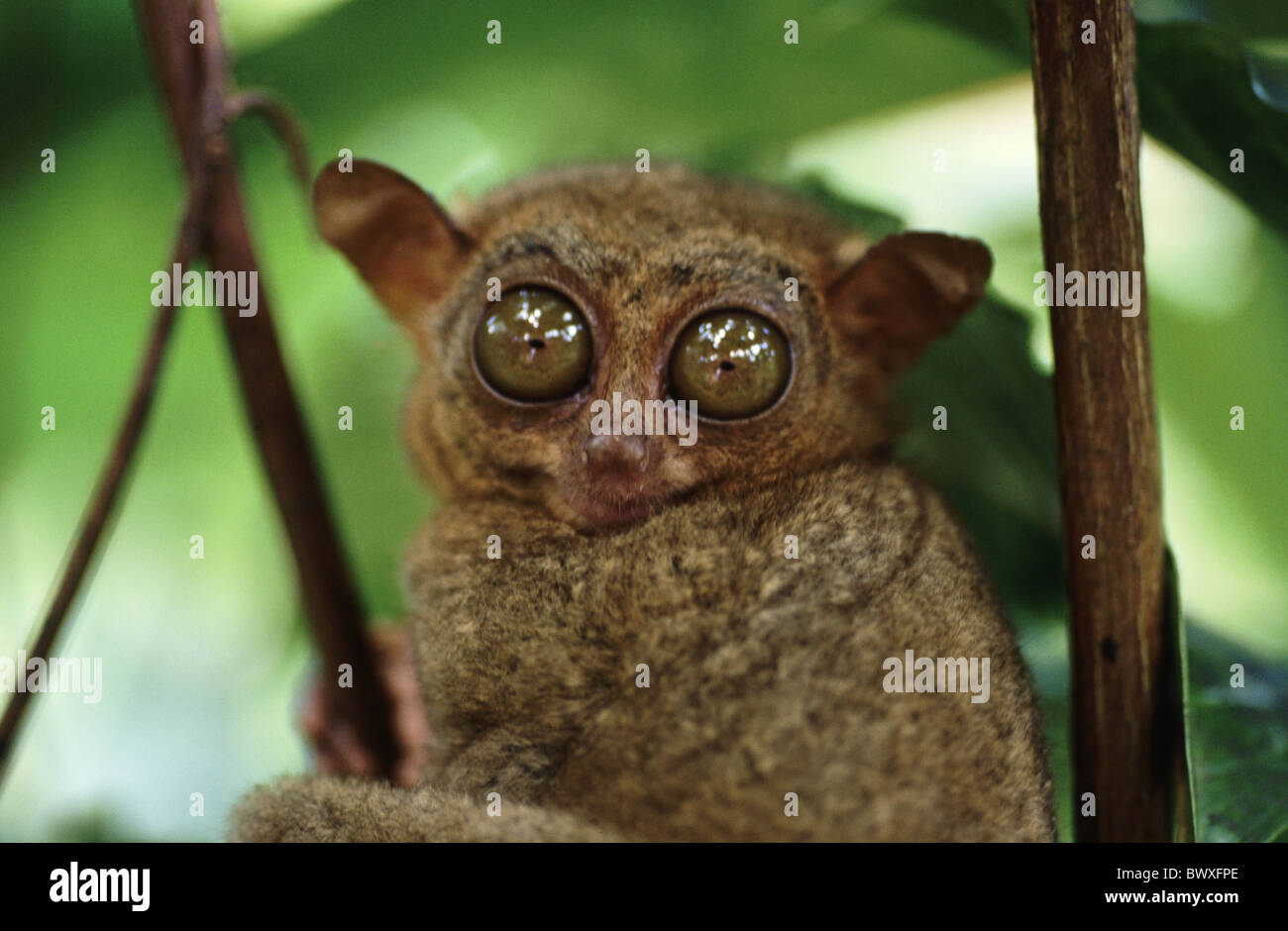 monkey eyes Bohol bushes thicket large small smallest monkey of world ...
