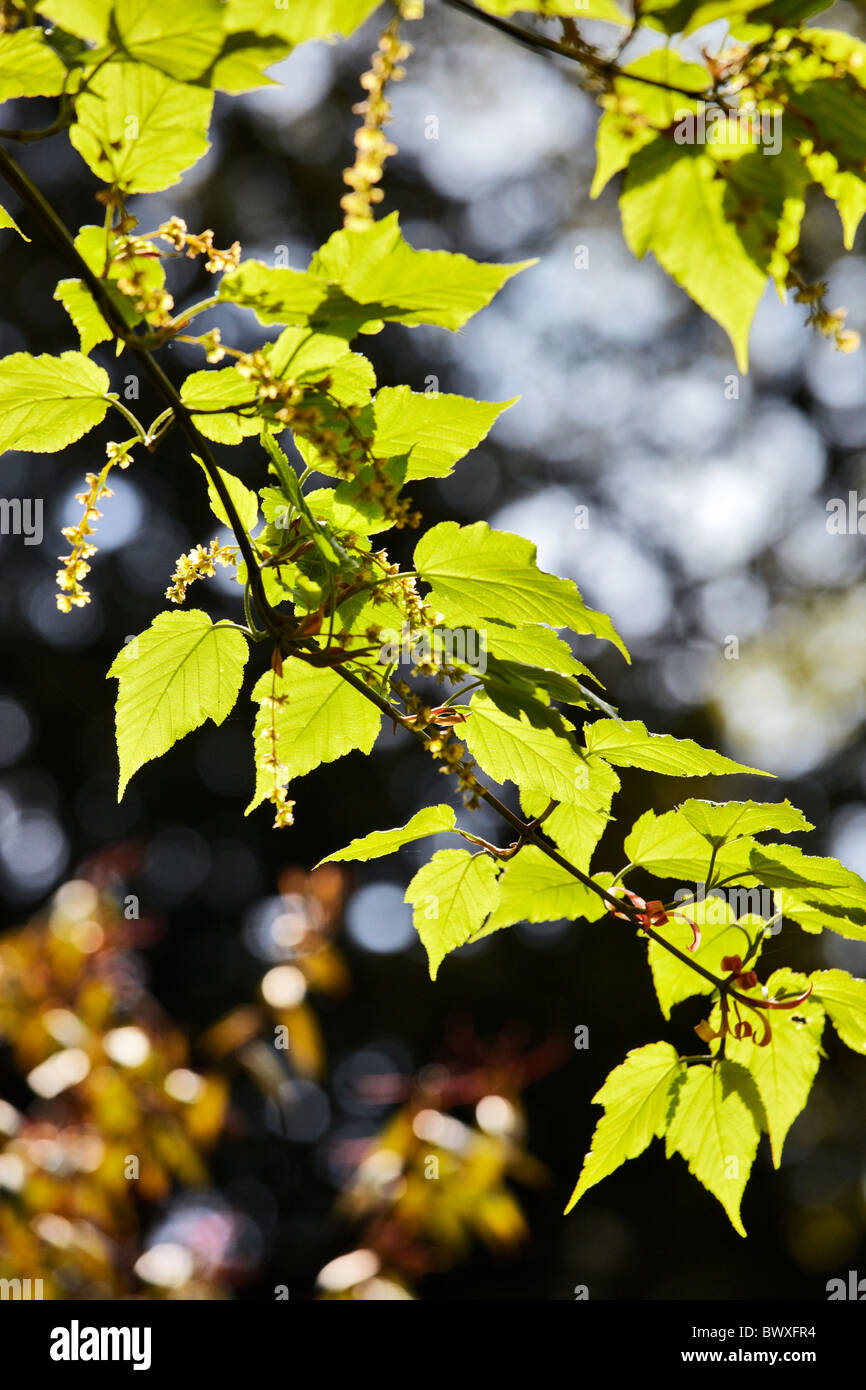 Backlit foliage of a snakebark maple Acer species Stock Photo - Alamy