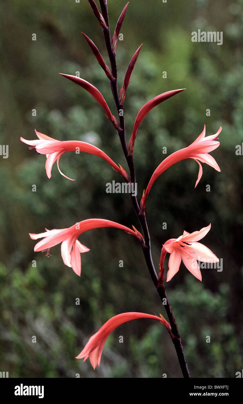 Watsonia tabularis hi-res stock photography and images - Alamy