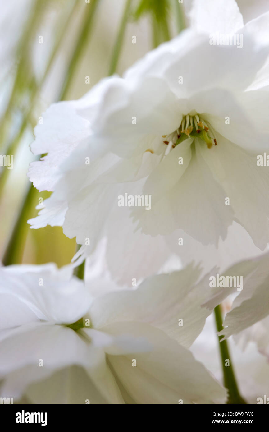 White flowers of Japanese flowering cherry tree at Westonbirt arboretum ...