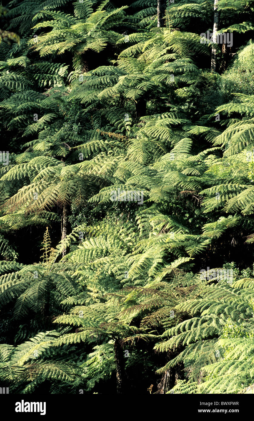 Semitropical rain forest hi-res stock photography and images - Alamy