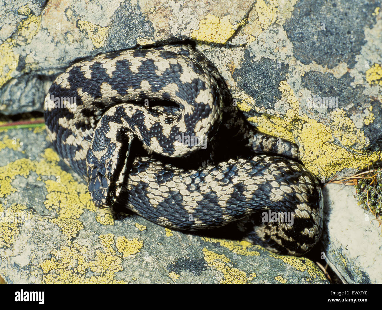 snake common viper rolled rocks cliffs cliff gap Engadine animal beast ...